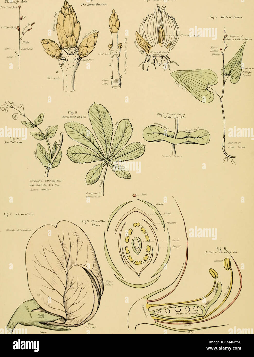 Biological atlas- a guide to the practical study of plants and animals ...
