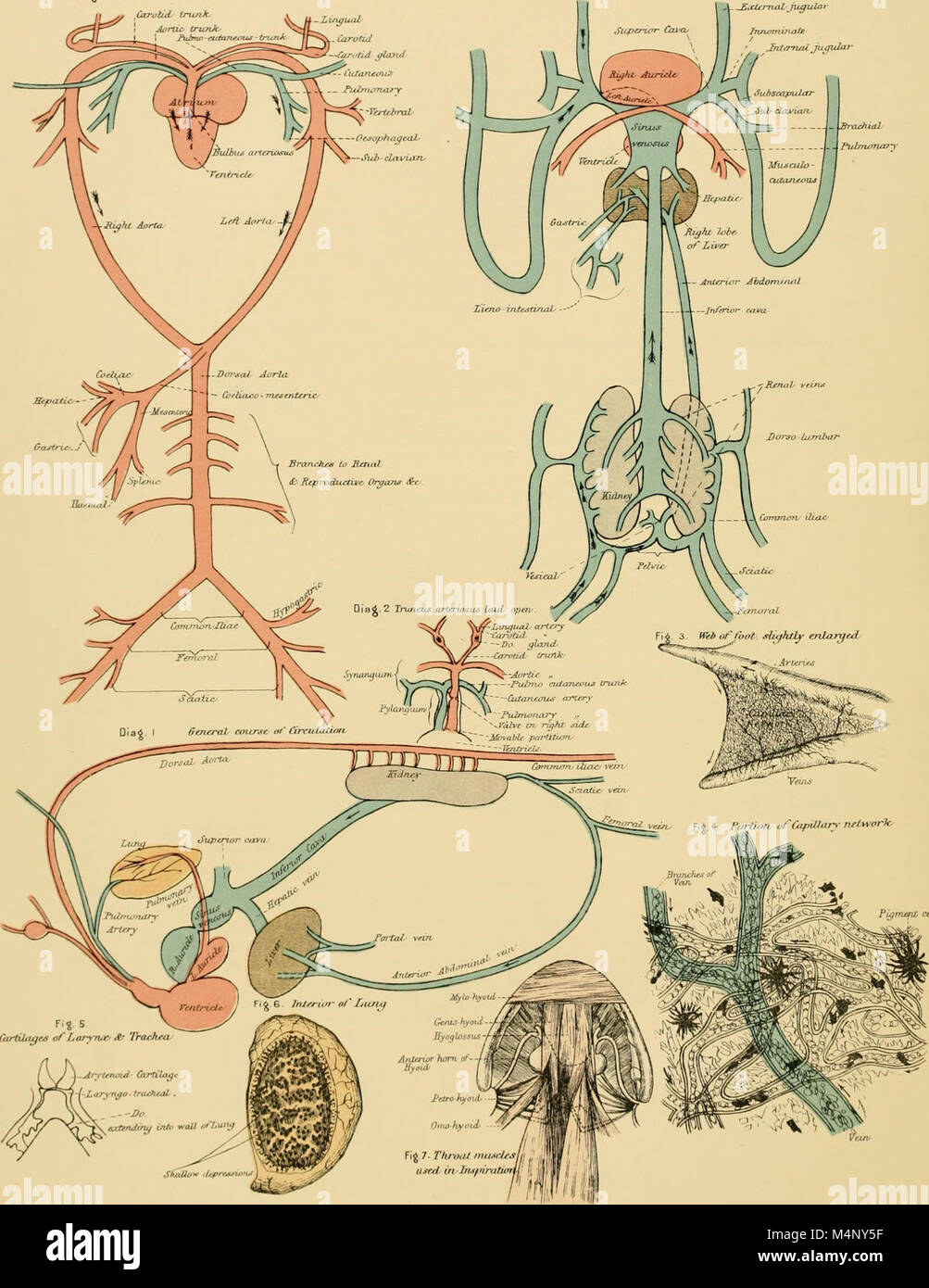 Biological atlas- a guide to the practical study of plants and animals ...