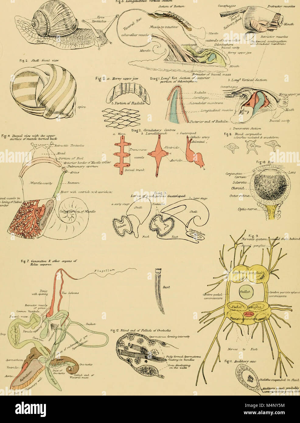Biological atlas- a guide to the practical study of plants and animals ...