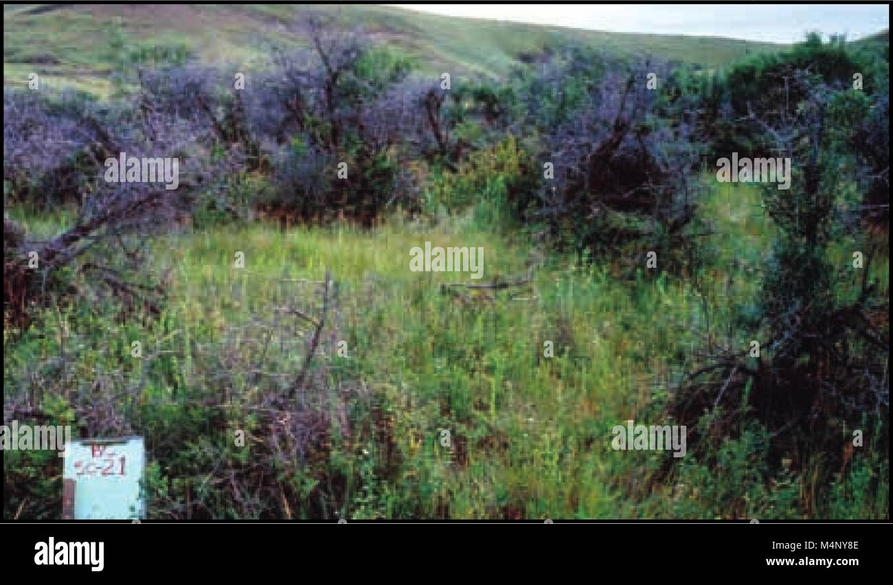 This 2001 report provides a detailed biological survey of the prairie ...