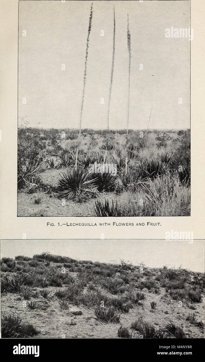 Biological survey of Texas - Life zones, with characteristic species of ...