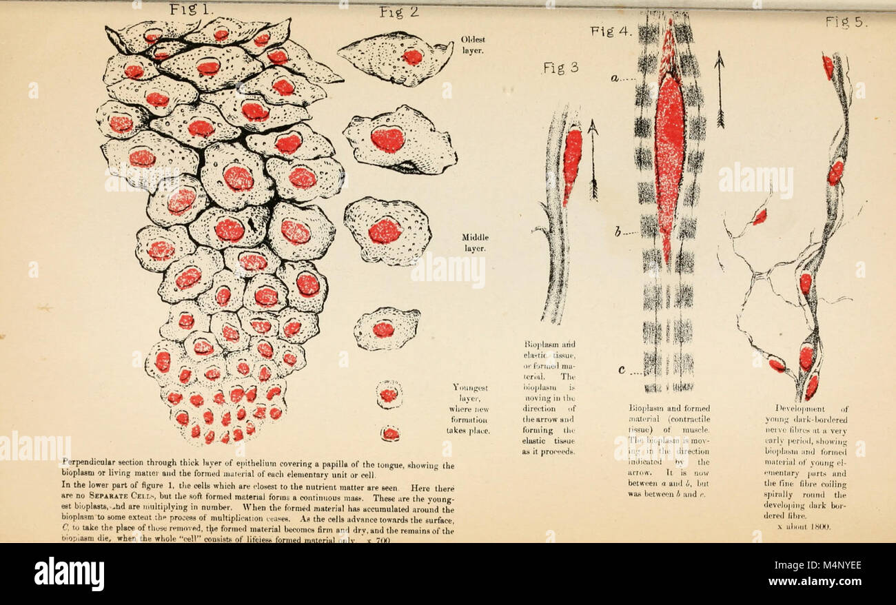 Biology, with preludes on current events (1878) (14758843716 Stock ...