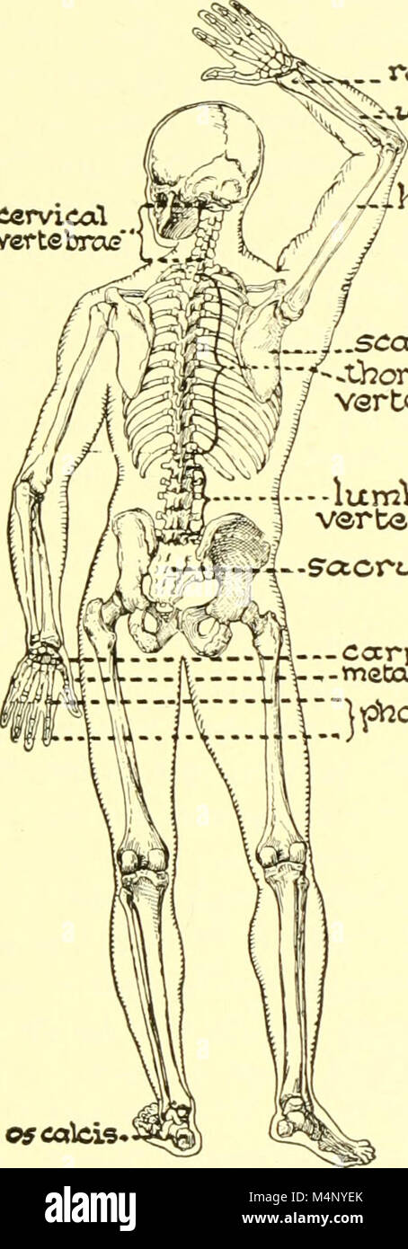 *Biology; the Story of Living Things* (1937) is a comprehensive biology ...