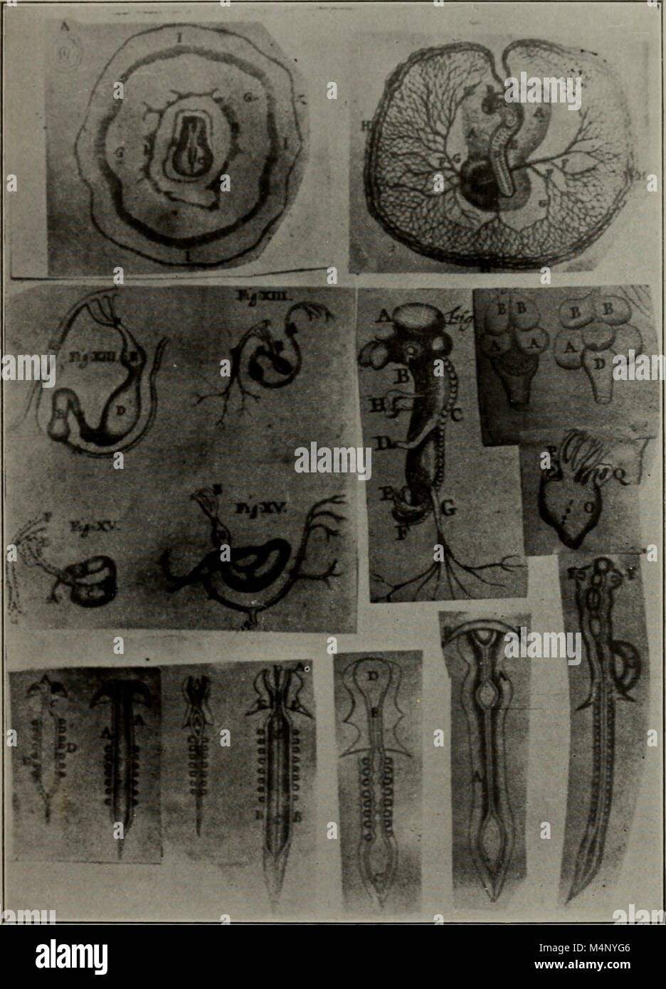 This 1908 publication examines the field of biology and the key ...