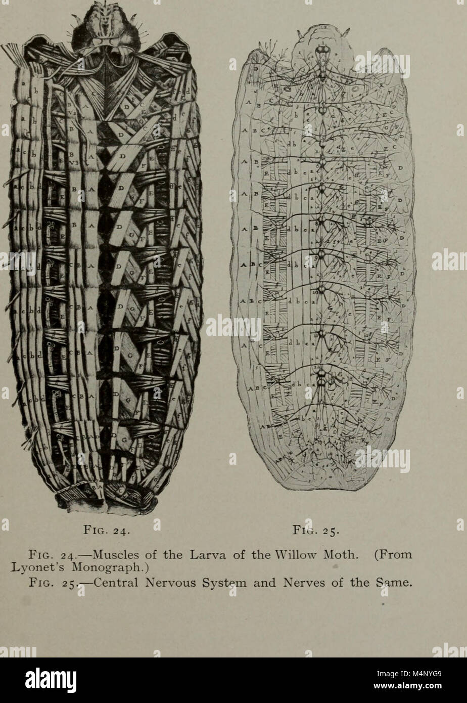'Biology and its Makers' (1908) explores the foundational contributions ...