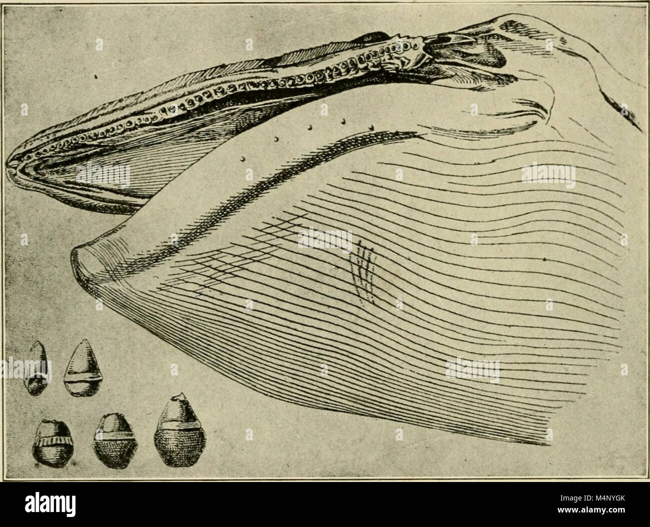 Biology and Its Makers, published in 1928, highlights the contributions ...