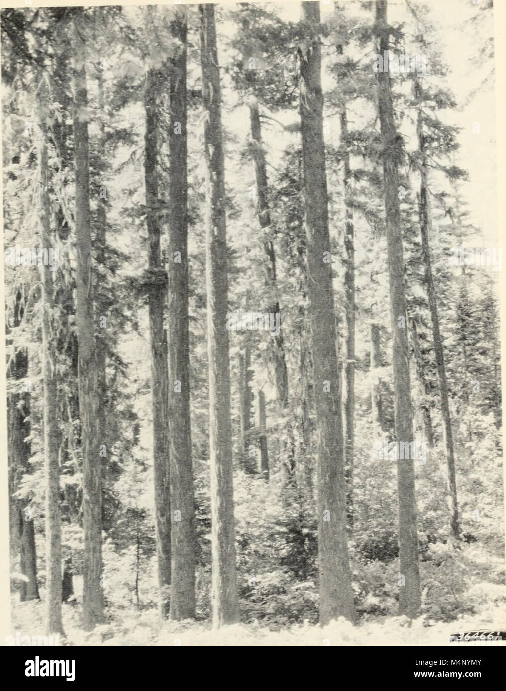 Biology of rust resistance in forest trees - proceedings of a NATO ...