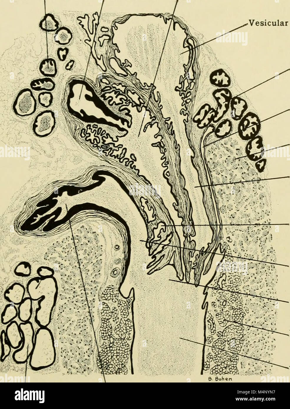 This 1941 work delves into the biology of the laboratory mouse ...