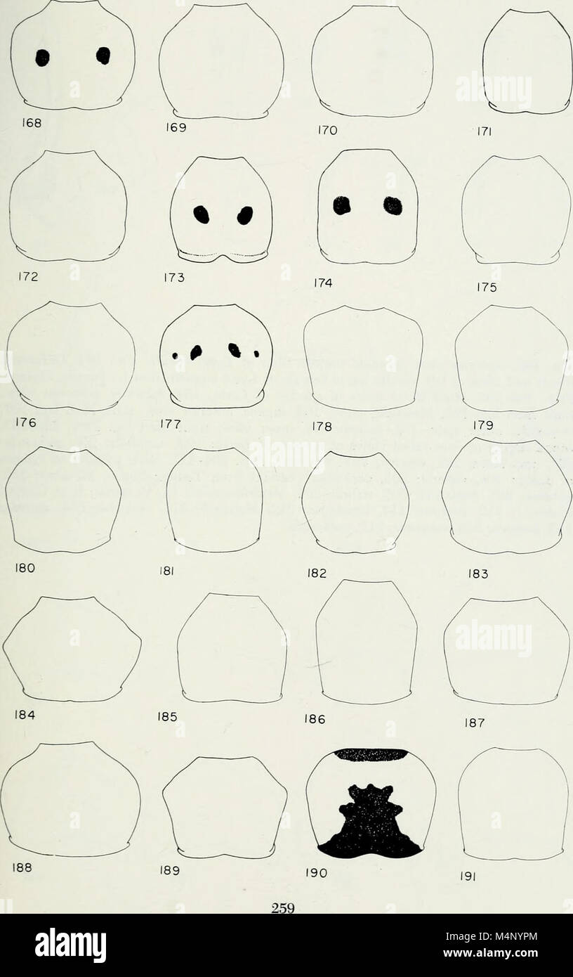 Phylogeny hi-res stock photography and images - Alamy