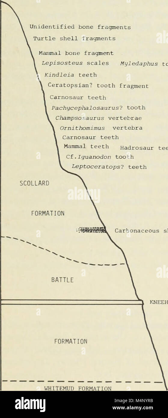 Biostratigraphy and palaeontology of the Scollard Formation, late ...