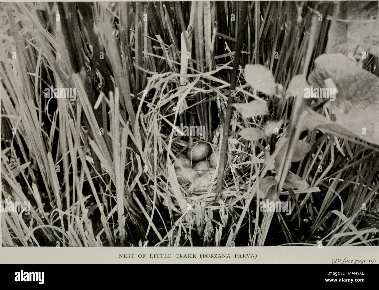Bird-hunting through wild Europe (1908) (19760875874 Stock Photo - Alamy