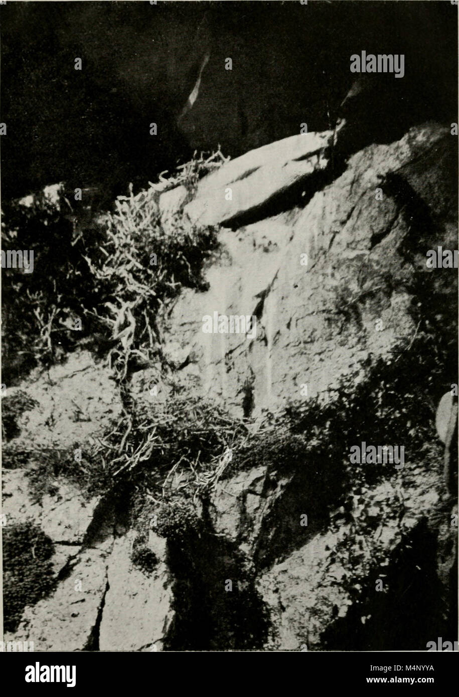 This 1908 publication explores bird-hunting traditions across Europe ...