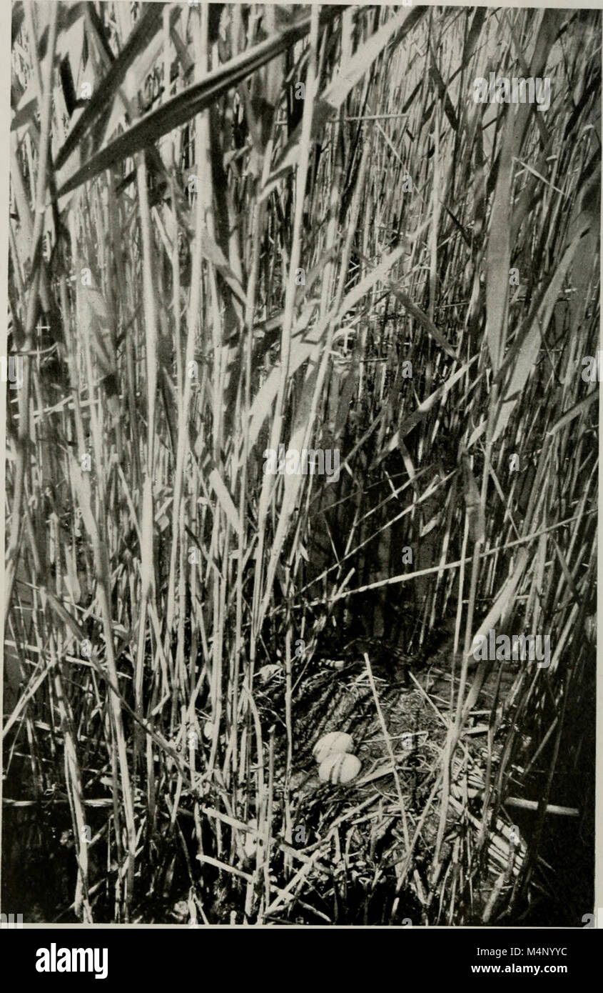 Bird-hunting through wild Europe (1908) (20195477360 Stock Photo - Alamy
