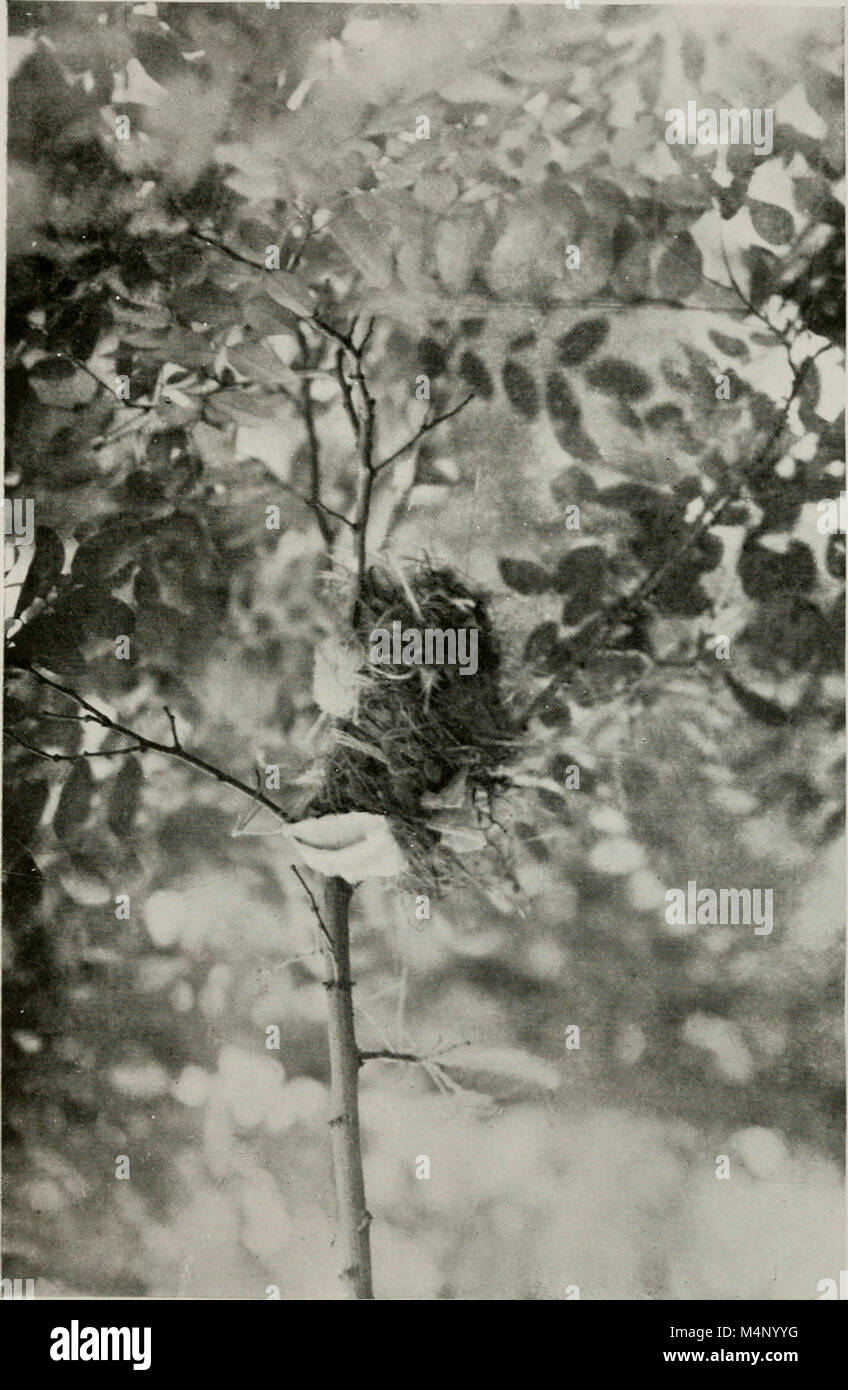 The 1908 publication explores bird hunting across various regions of ...