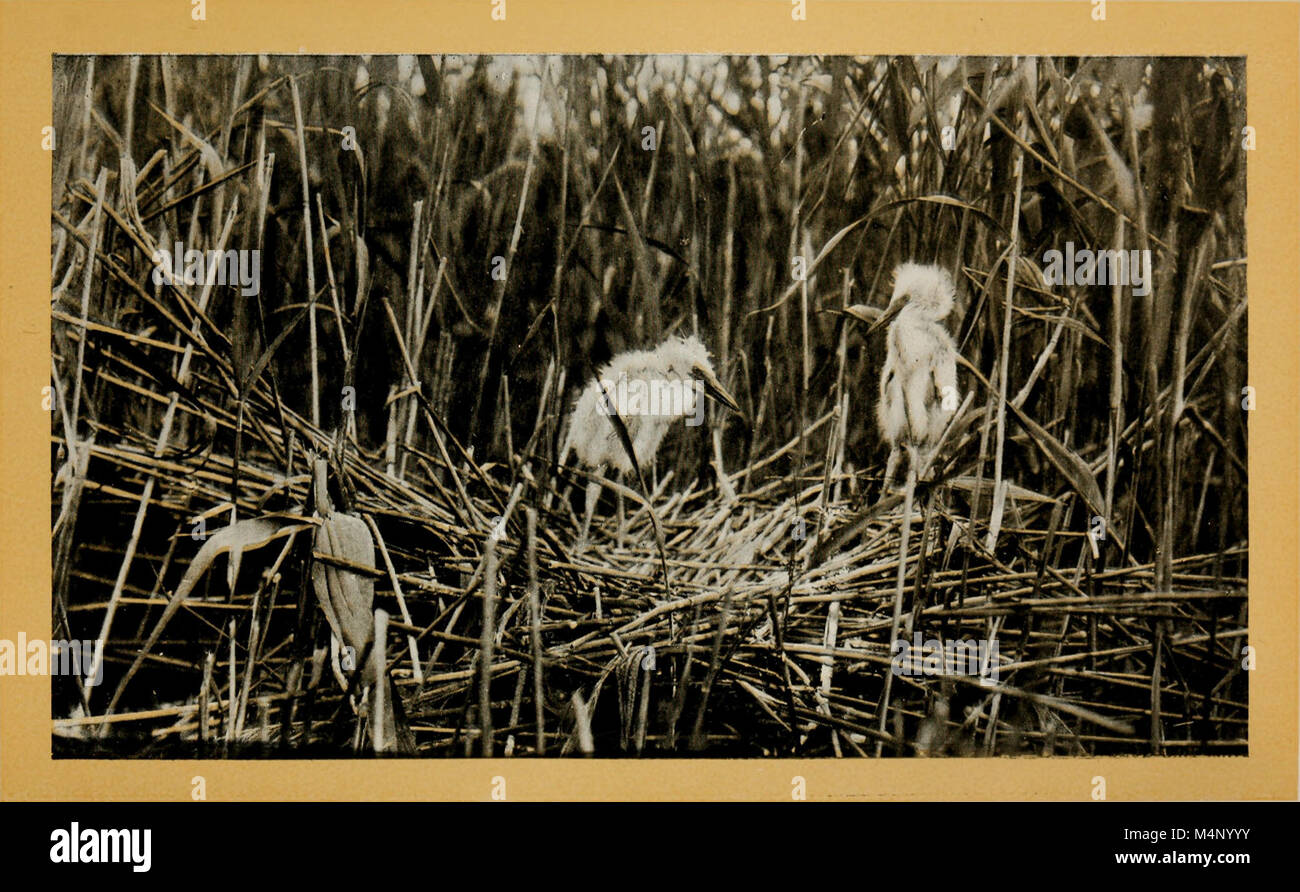 'Bird-Hunting Through Wild Europe' (1908) is a travelogue describing ...
