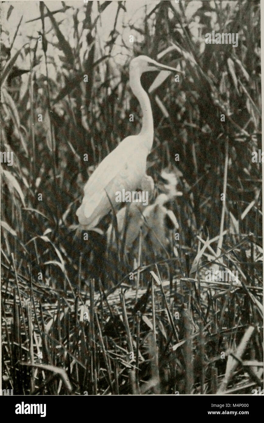 'Bird-hunting through Wild Europe' (1908) explores bird hunting across ...
