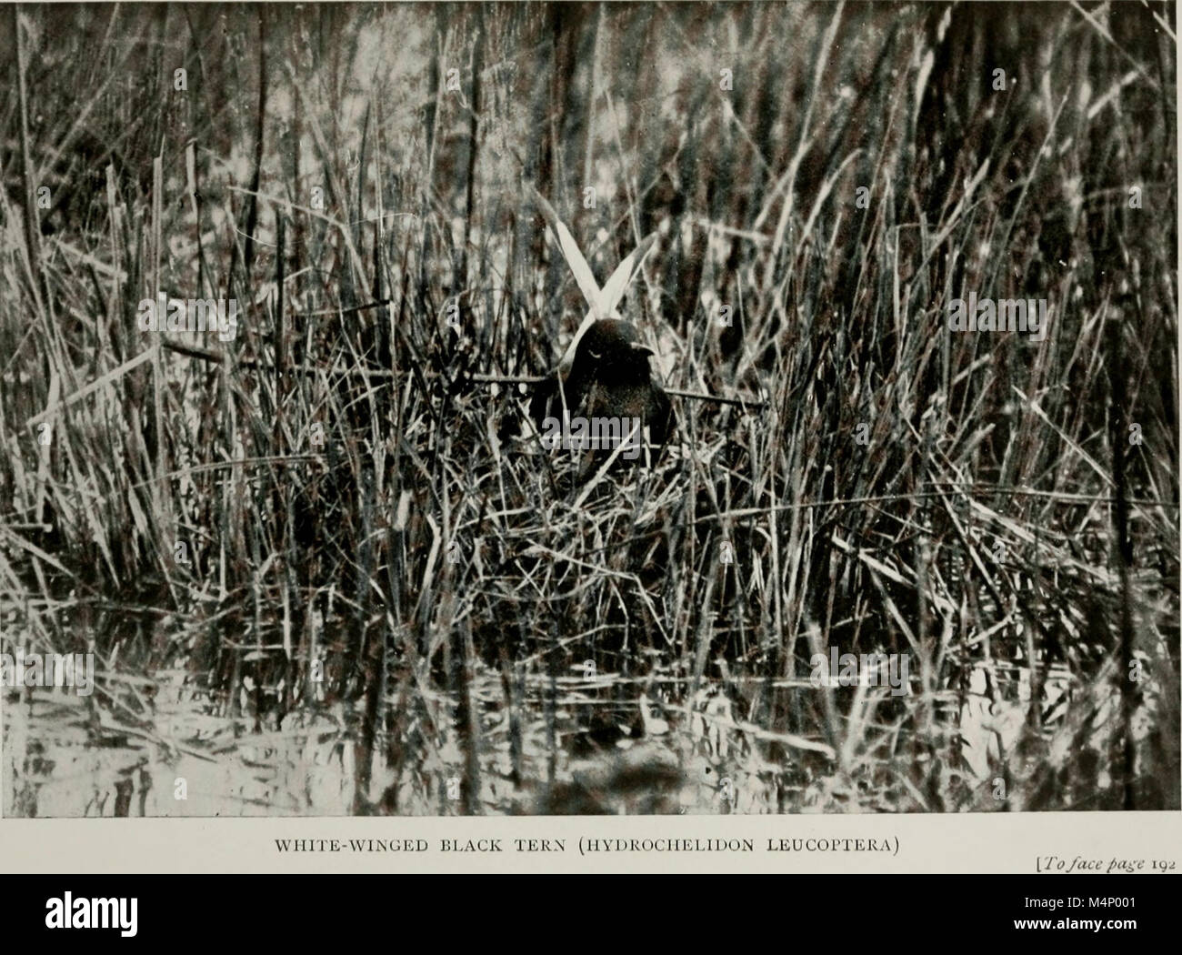 Bird-Hunting Through Wild Europe, published in 1908, describes hunting ...