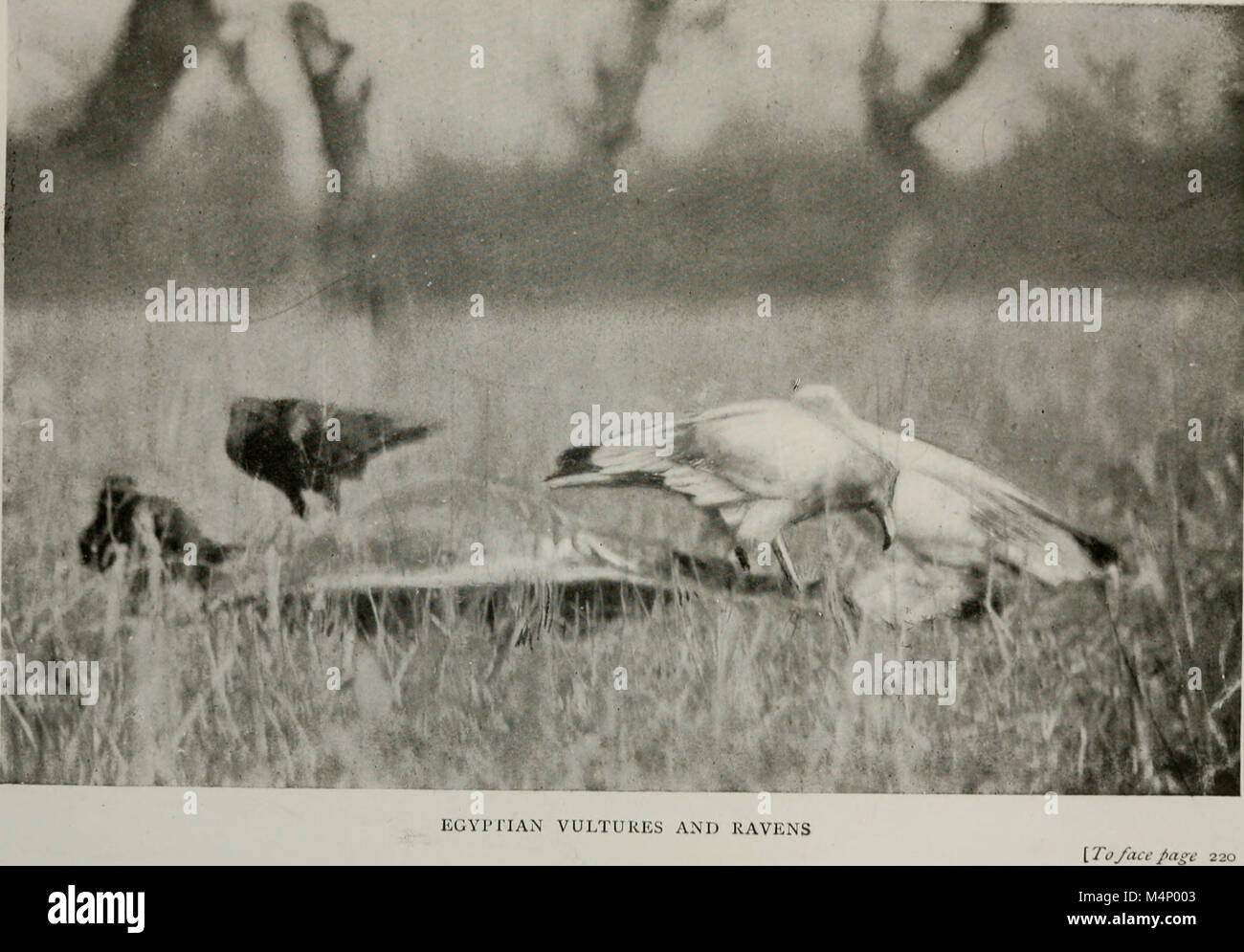 'Bird-Hunting through Wild Europe' (1908) offers a detailed account of ...