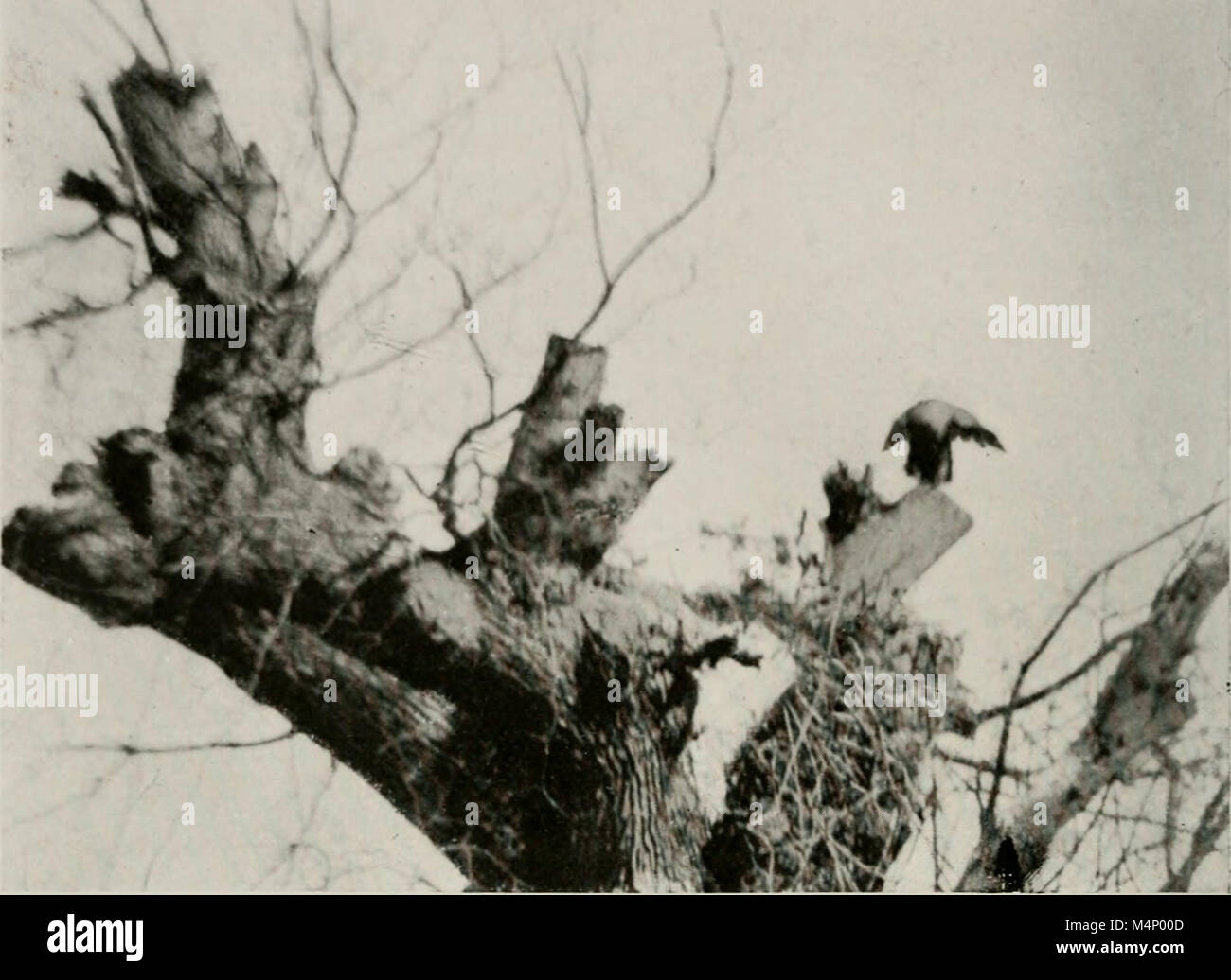 This 1908 book details the experiences of hunting birds across Europe ...