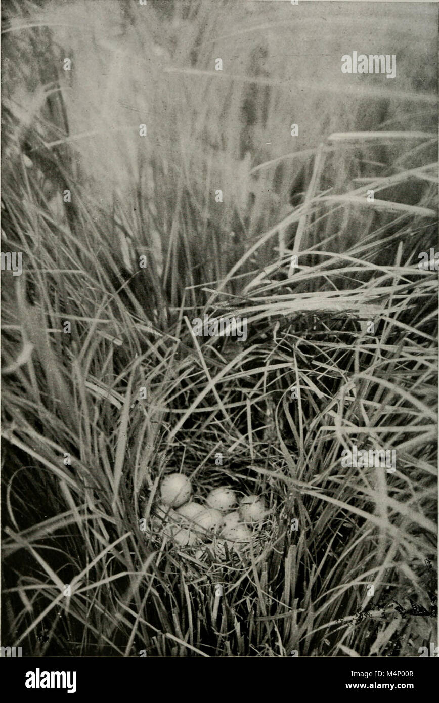 A 1908 account of bird hunting across Europe, offering a detailed ...