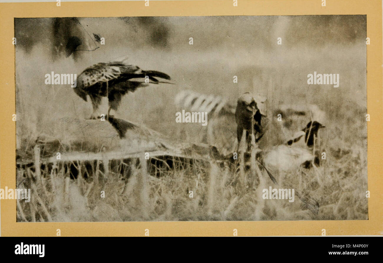 *Bird-hunting through Wild Europe* (1908) offers an exploration of bird ...