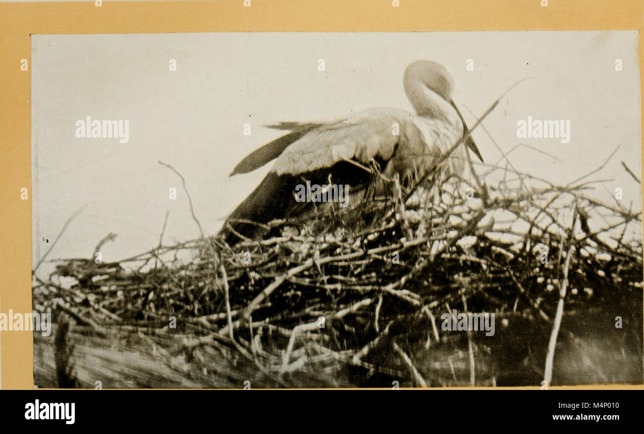 Bird-hunting through wild Europe (1908) (20357364076 Stock Photo - Alamy