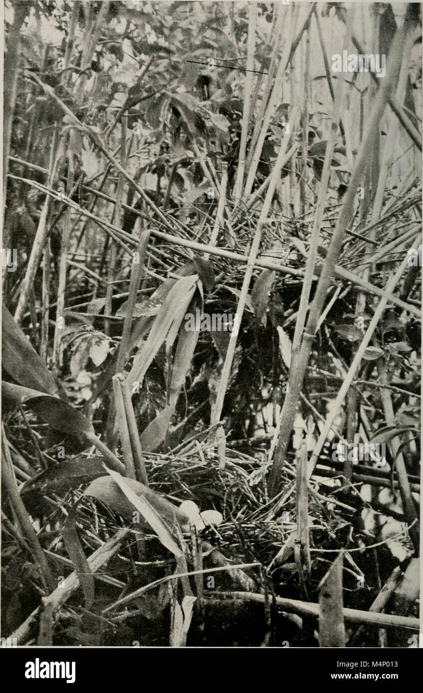 'Bird-Hunting Through Wild Europe' (1908) describes the author's ...