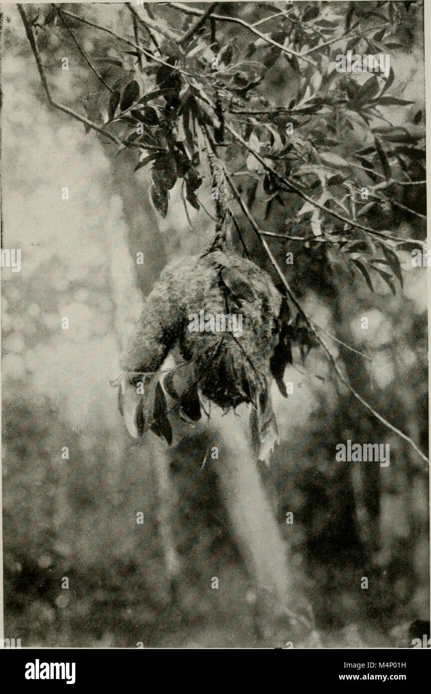 This 1908 account explores the tradition of bird-hunting across Europe ...