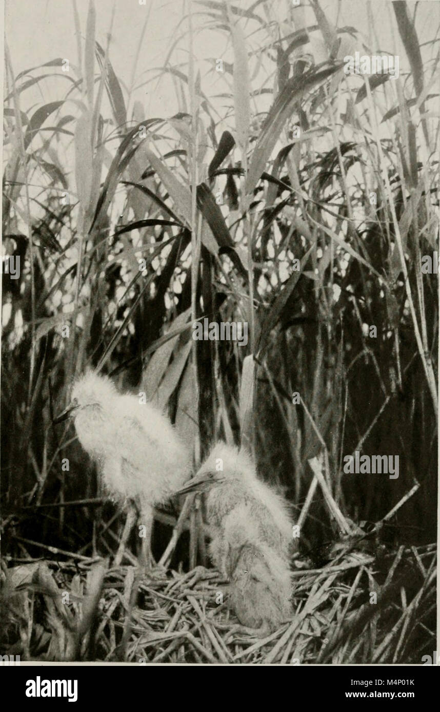 Bird-hunting through wild Europe (1908) (20383526005 Stock Photo - Alamy