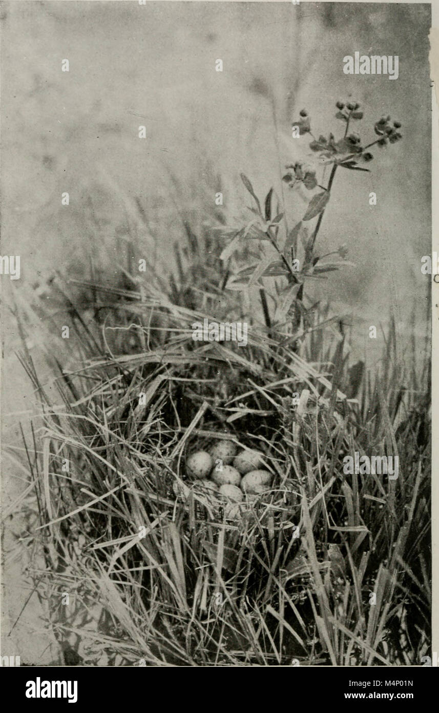 Bird-hunting through wild Europe (1908) (20383547585 Stock Photo - Alamy