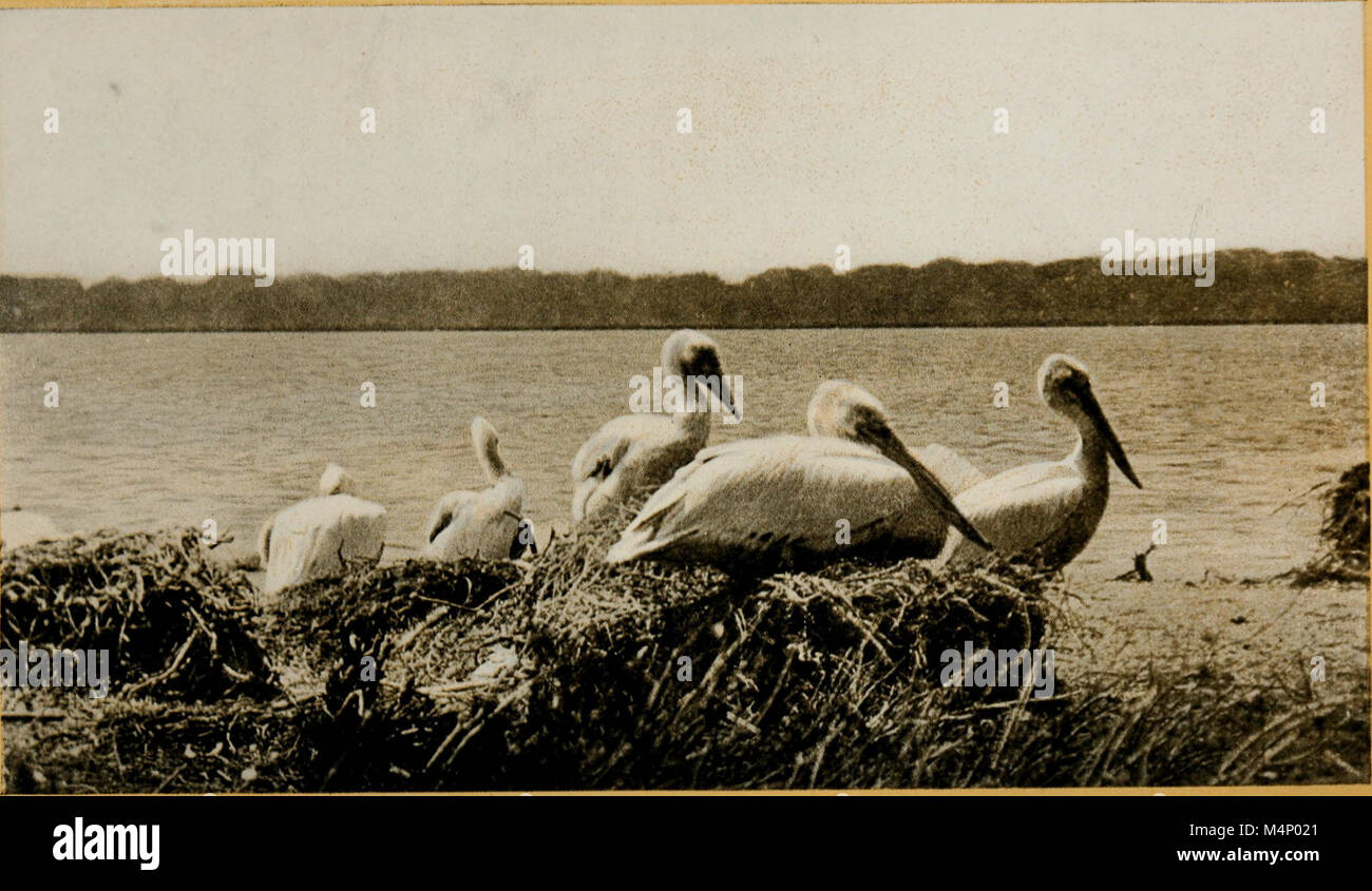 Bird-hunting through wild Europe (1908) (20383556865 Stock Photo - Alamy