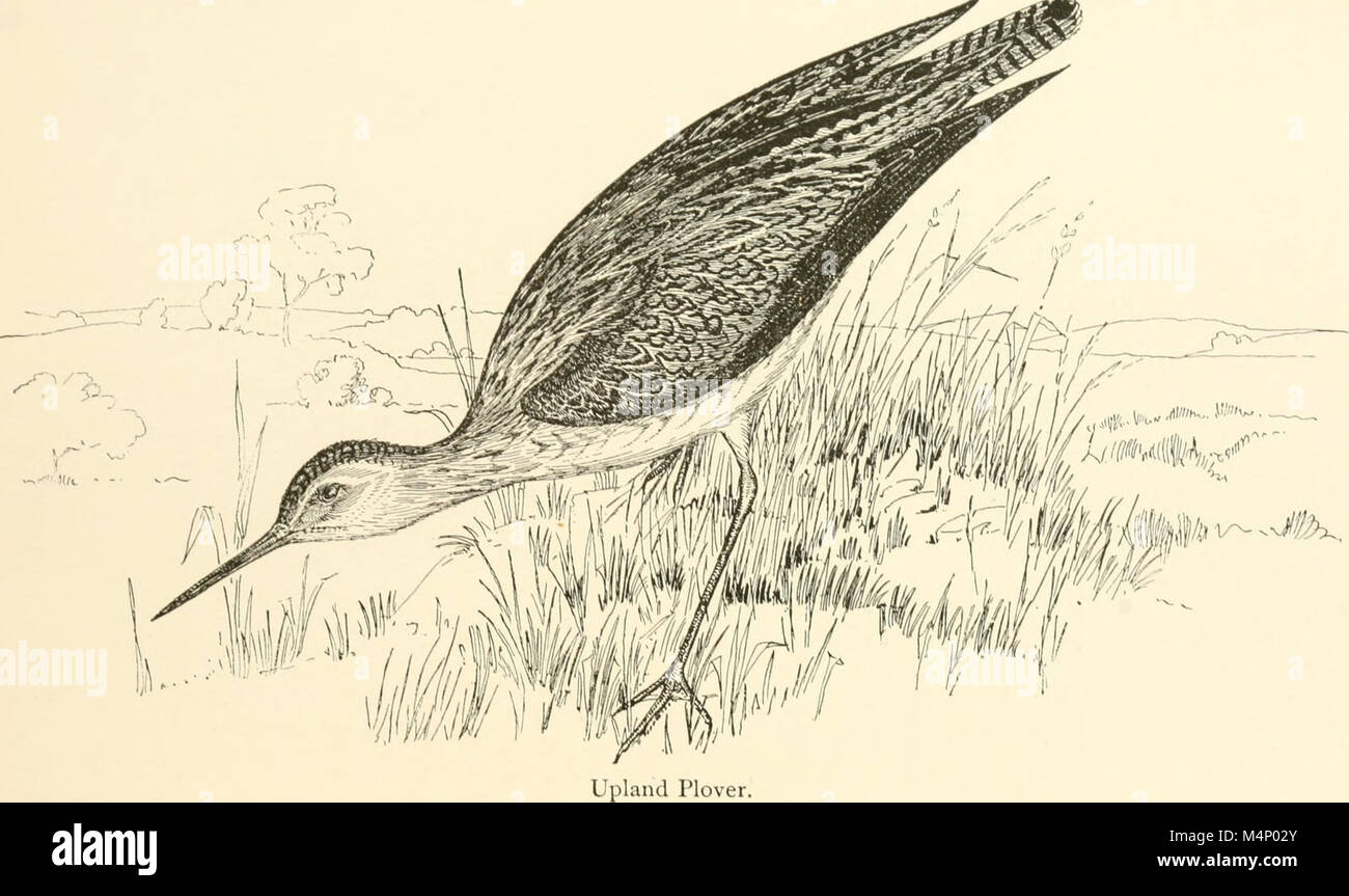 Bird-land echoes; (1896) (14728165906 Stock Photo - Alamy