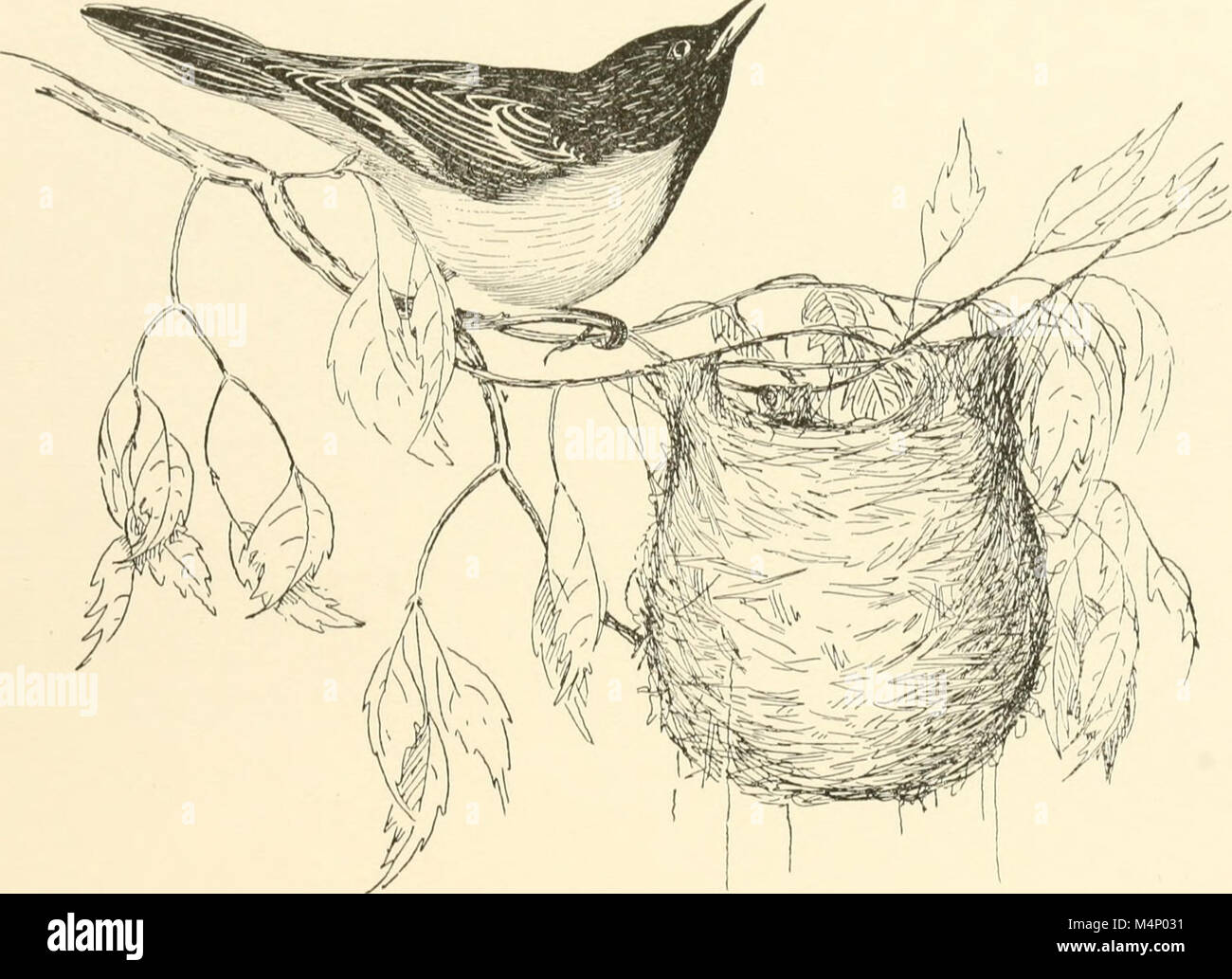 A 1896 work that collects various observations and studies of bird life ...