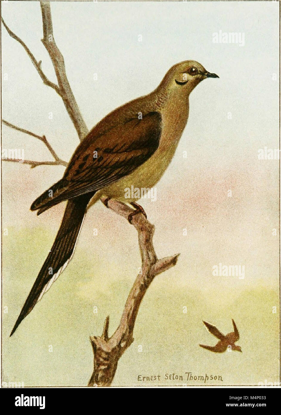 This guide provides an in-depth look at the common bird species of ...