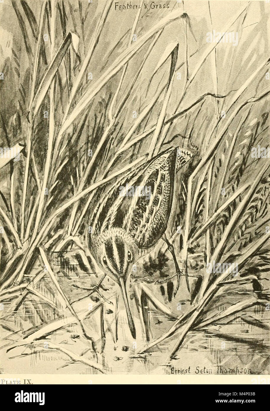 Bird-life; a guide to the study of our common birds (1897) (14565009020 ...