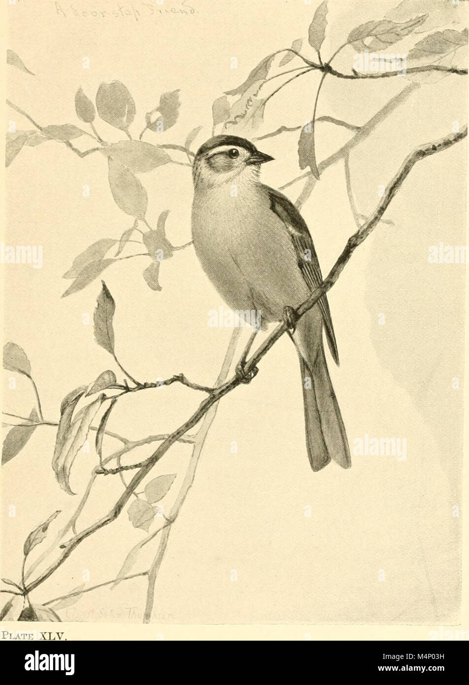 Bird-life; a guide to the study of our common birds (1897) (14565038740 ...
