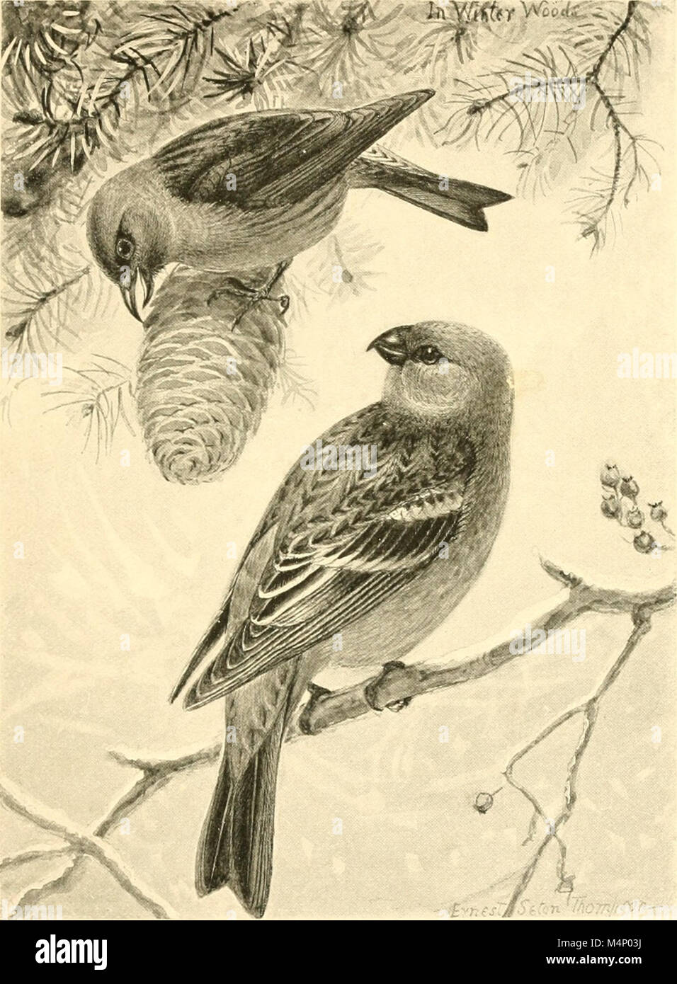 Bird-life; a guide to the study of our common birds (1897) (14565043660 ...