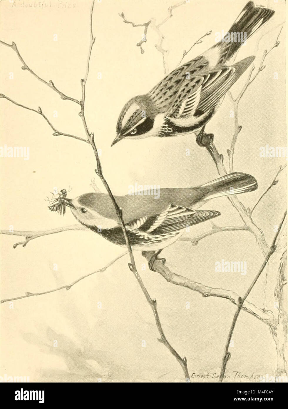 'Bird-life' (1897) provides a comprehensive guide for studying common ...