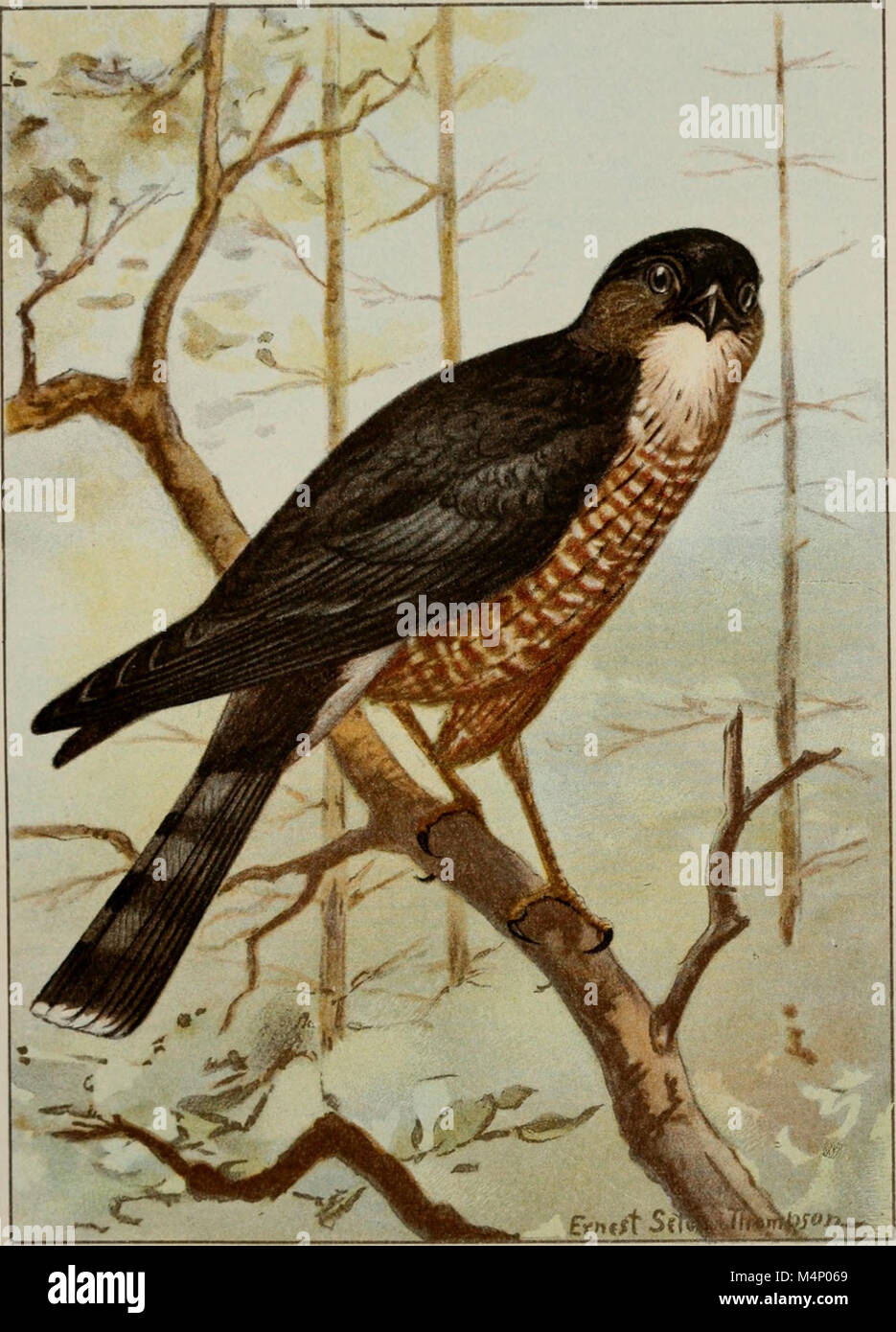 Bird-life; a guide to the study of our common birds (1898) (14563112518 ...