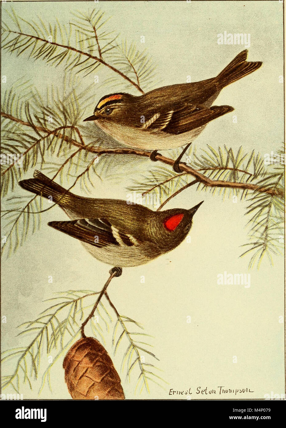 Bird-life; a guide to the study of our common birds (1898) (14569081470 ...