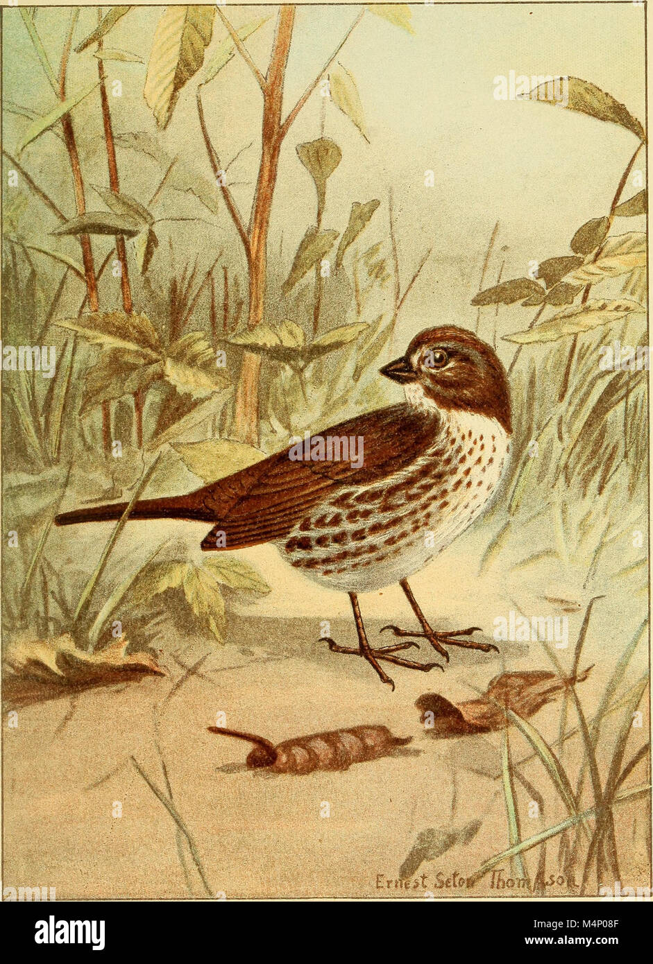 *Bird-life* (1898) is a guide focused on identifying and studying ...