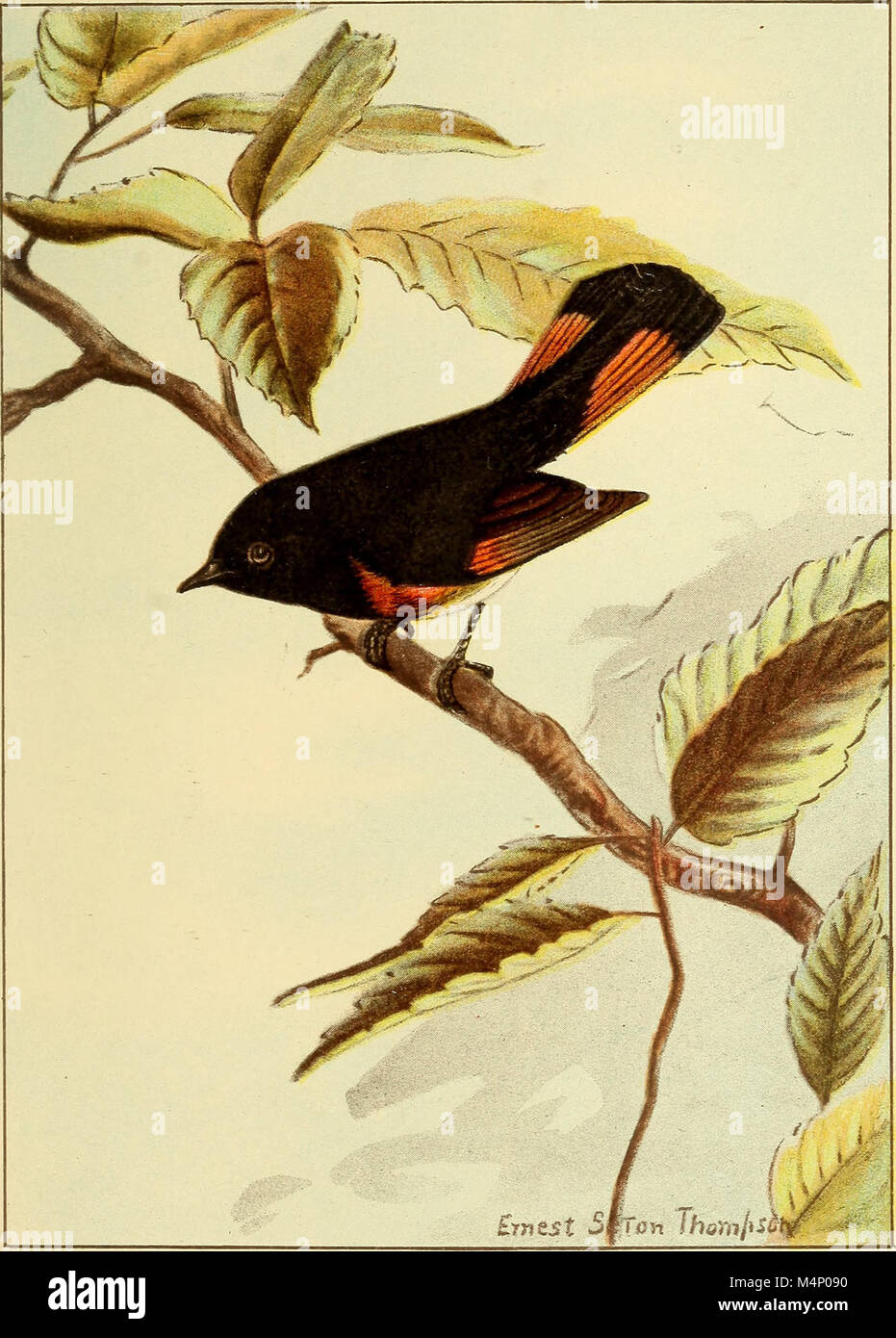 A 1898 guide to common bird species, providing a comprehensive look at ...