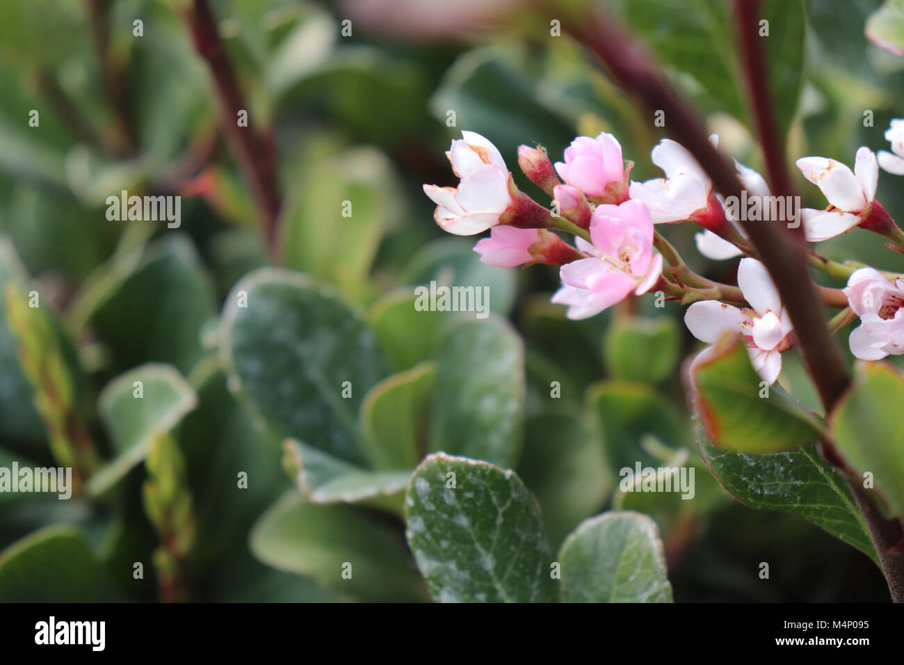 flowers in focus Stock Photo - Alamy