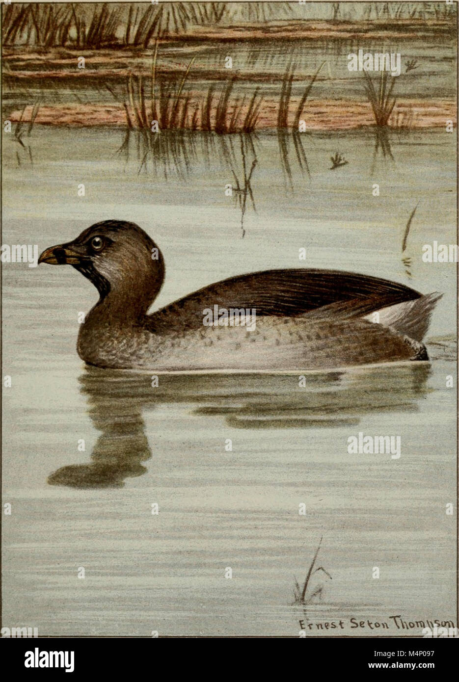 Bird-life; a guide to the study of our common birds (1898) (14747385764 ...