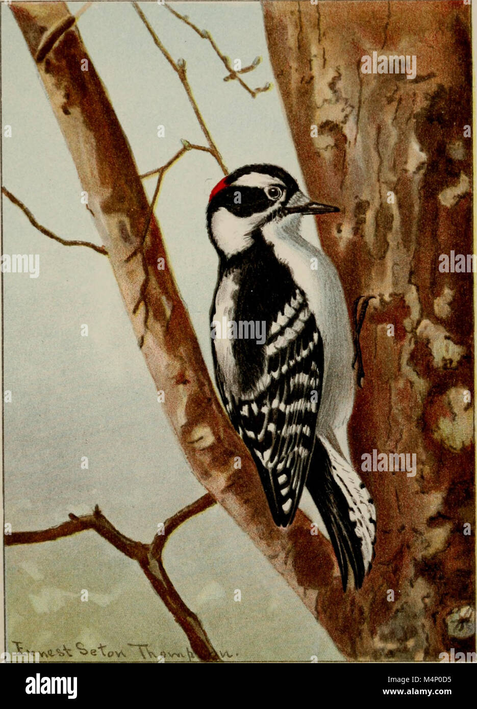 Bird-life; a guide to the study of our common birds (1898) (14769625803 ...