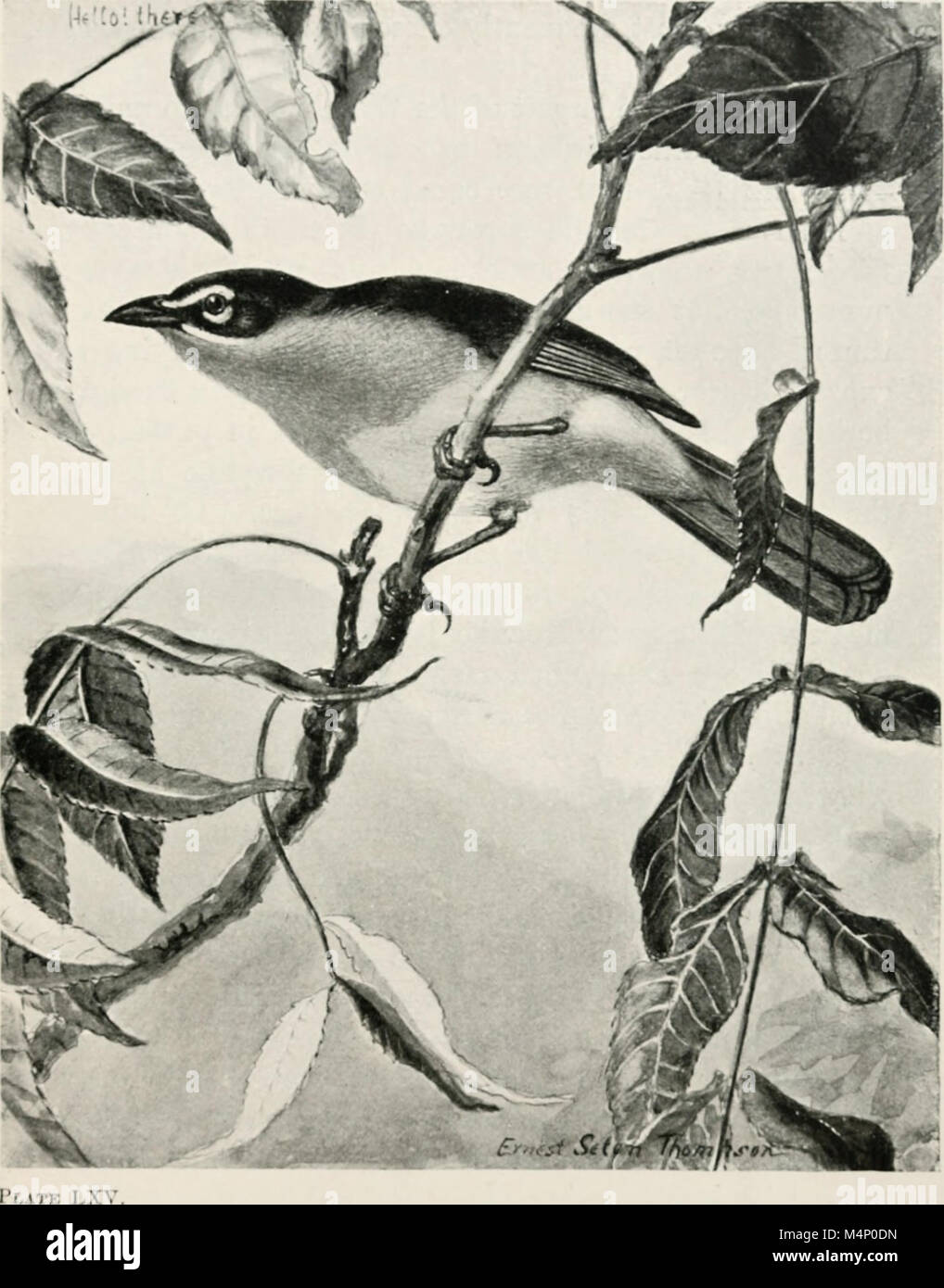 Bird-life; a guide to the study of our common birds (1899) (19760924164 ...