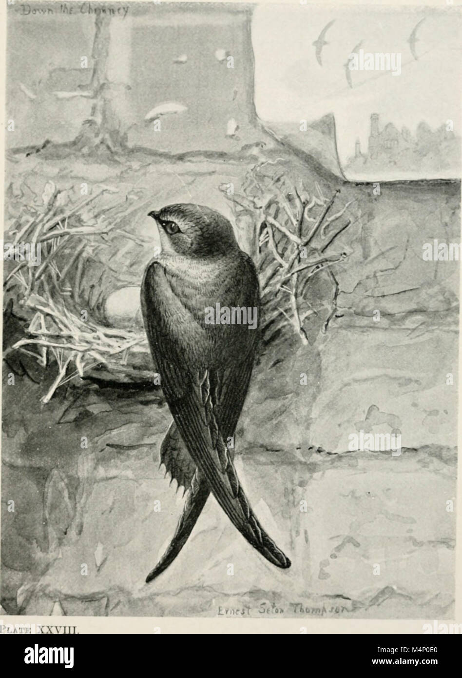 This 1899 guide, 'Bird-life,' serves as an introduction to the study of ...