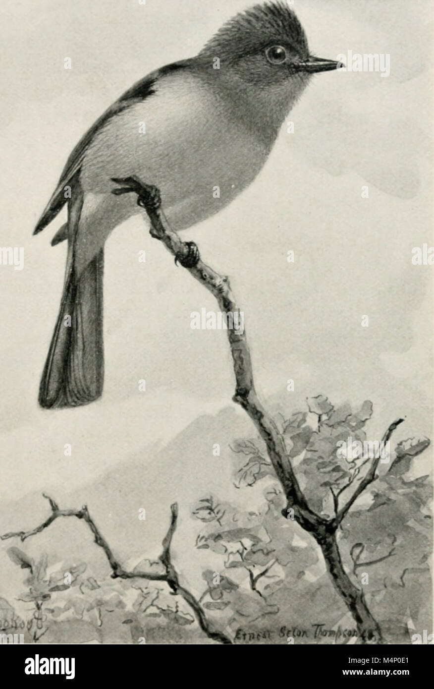 'Bird-life' (1899) is a guide to the study of common birds in the ...