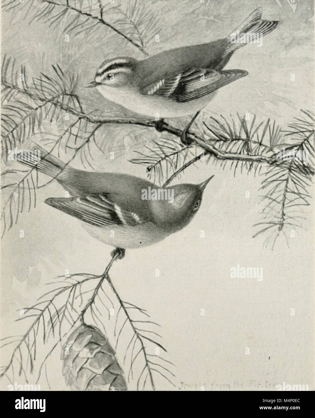 This guide to common birds offers detailed insights into bird species ...