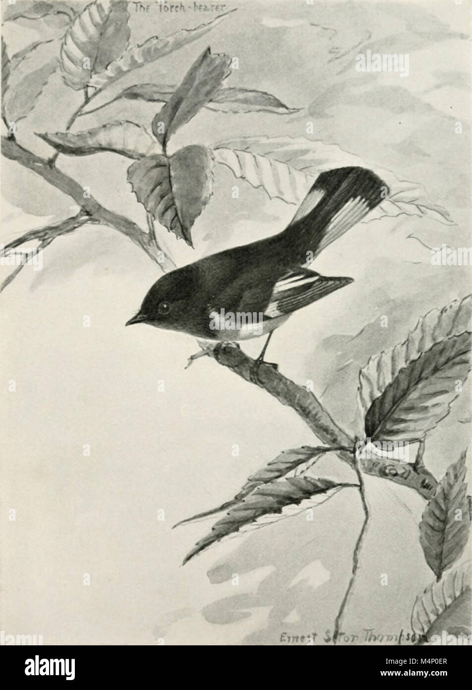 This guide offers detailed information on the study of common bird ...